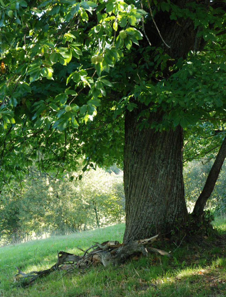 Le châtaignier – les Ségalas – Paysages de l'Aveyron