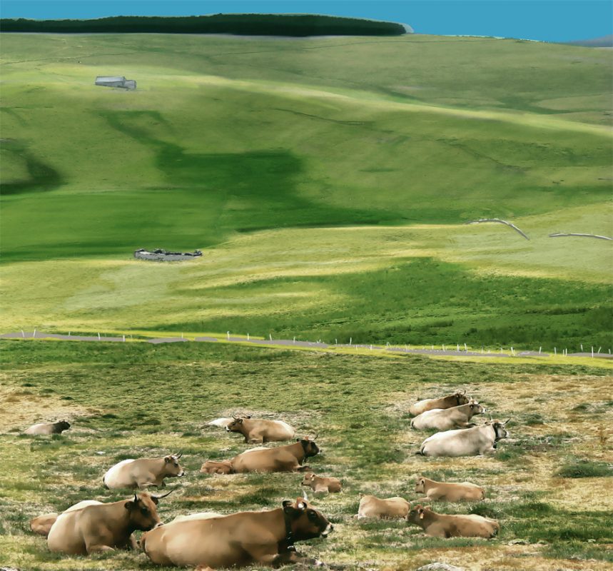 aubrac-paturage | Paysages de l'Aveyron